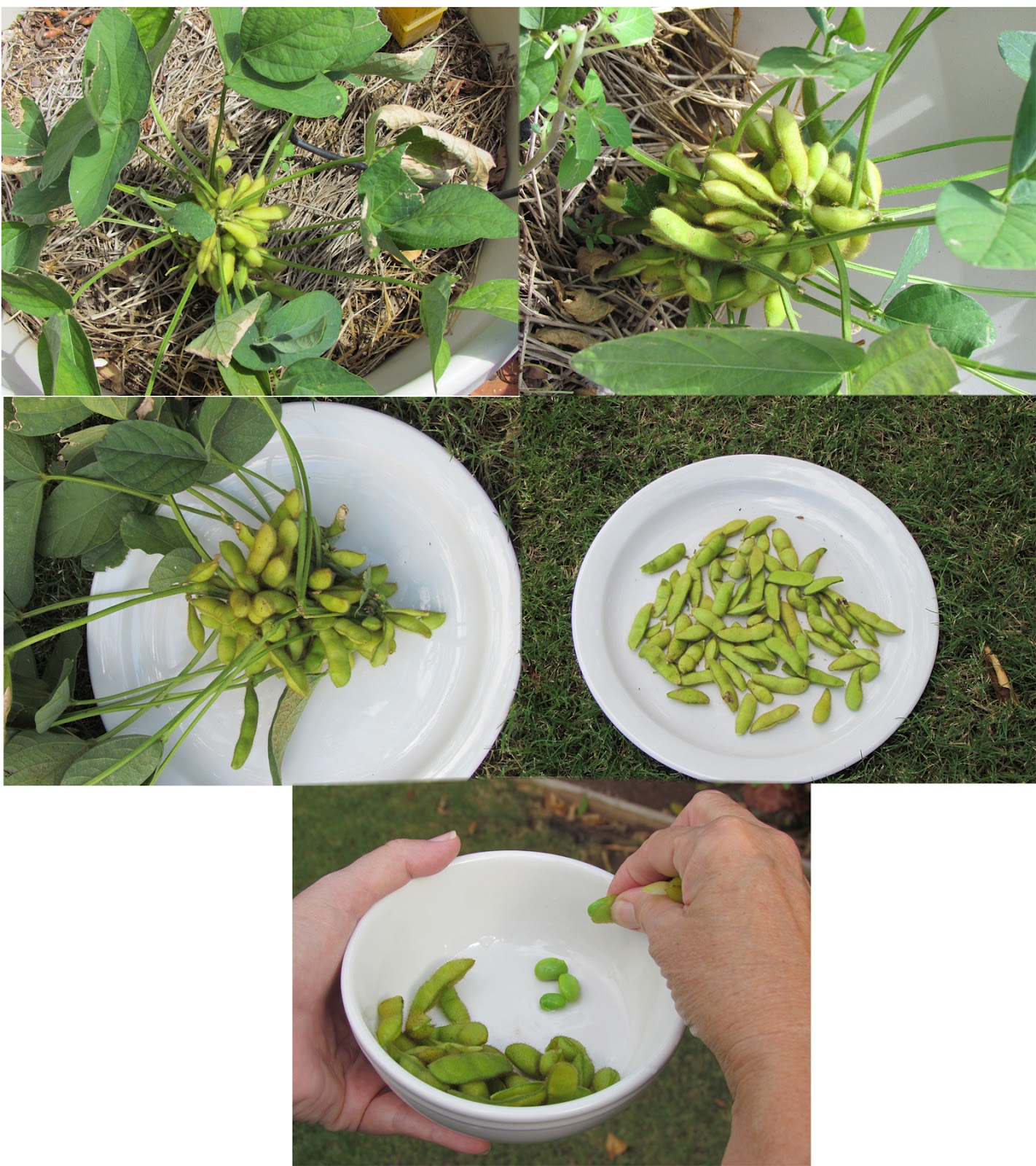 Edible Herbs, Flowers & Other Edibles - Grow Your Own Dinner!: Edamame ... Edible Herbs, Flowers & Other Edibles - Grow Your Own Dinner!: Edamame ...