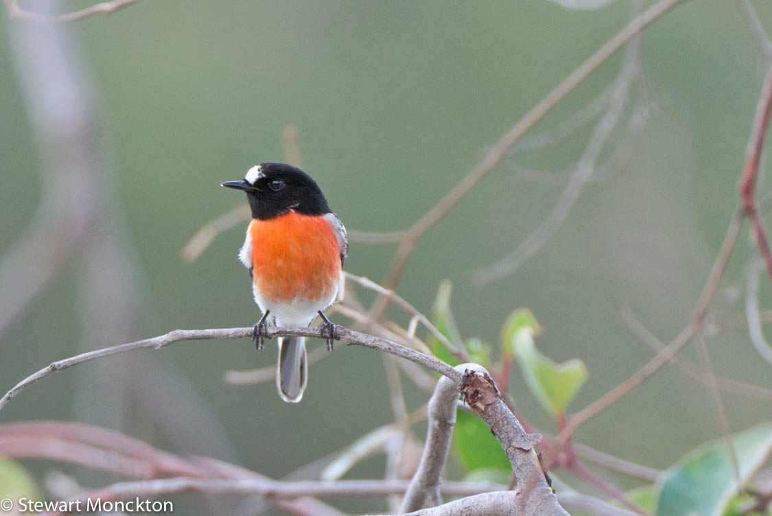 Paying Ready Attention - Photo Gallery: April 2013