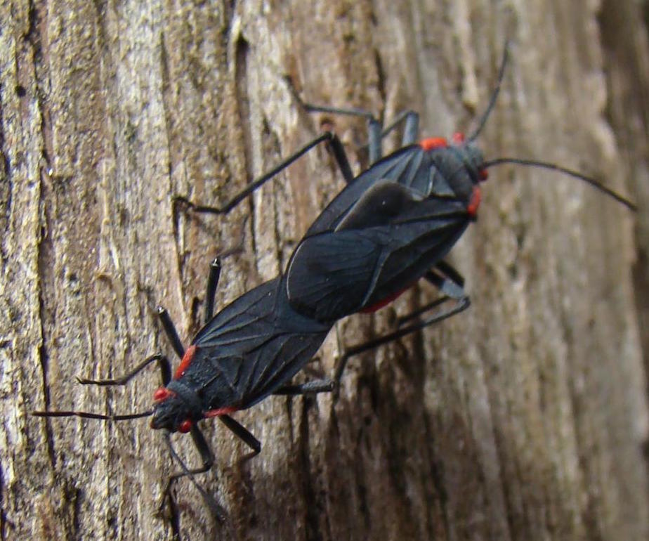 Springfield Plateau: Red-shouldered Bugs