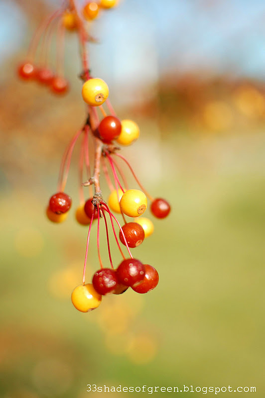 33 Shades of Green: Fall in Photos