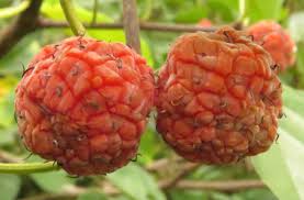 Seattle Garden & Fruit Adventures: Che, Chinese Che, Chinese Mulberry ...