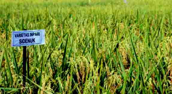 23+ Gambar Padi Varietas Sunggal