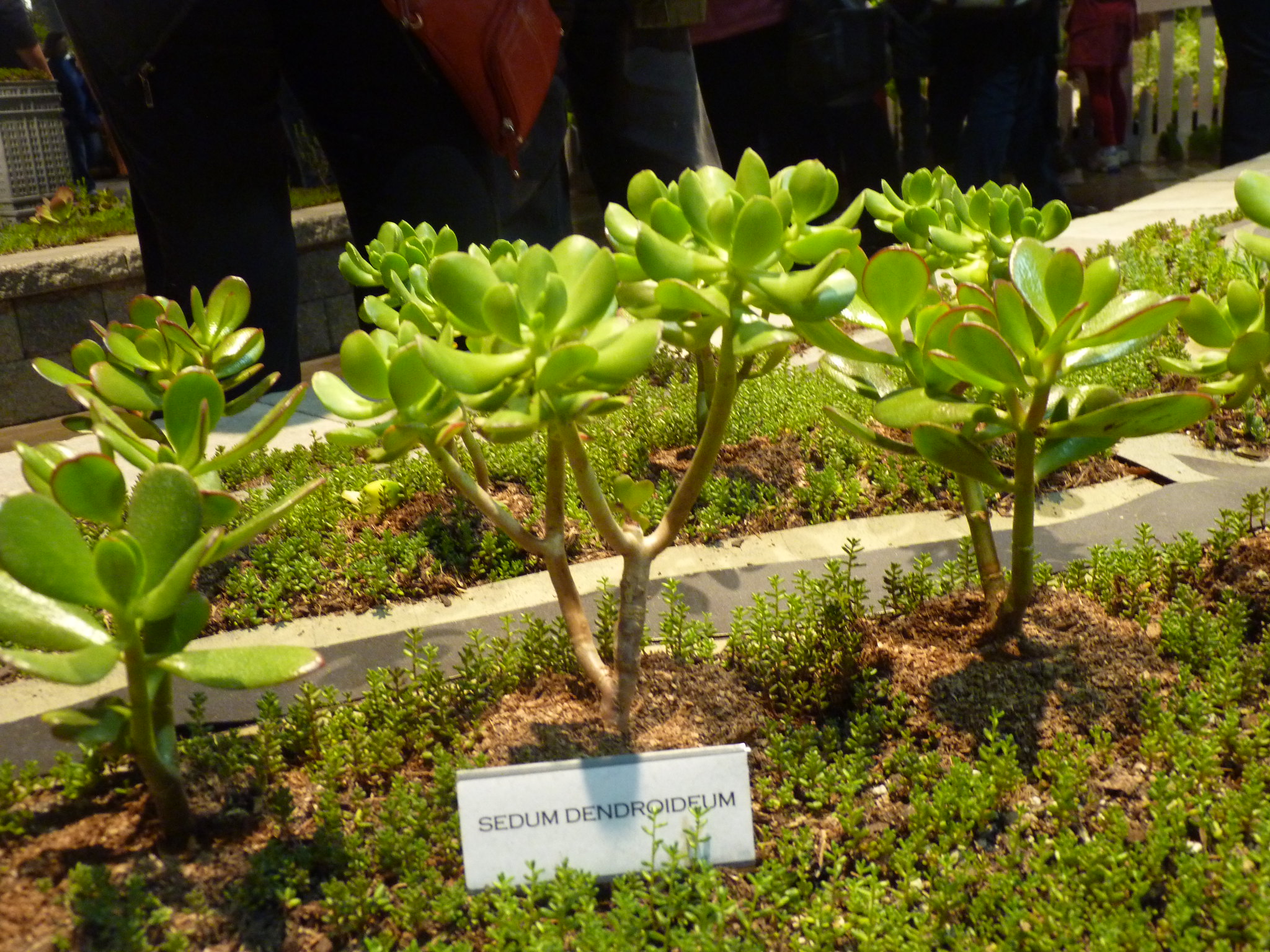 Sedum dendroideum - Tree stonecrop care and culture | Travaldo's blog