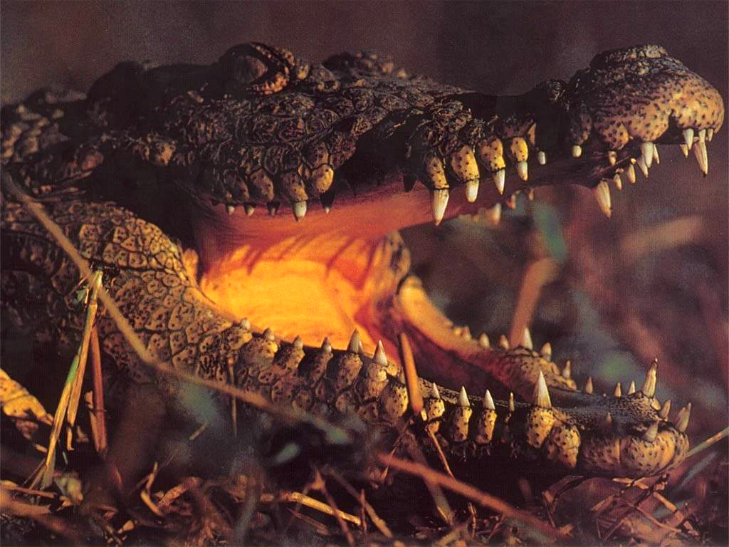 SUMARÉ PET: Diferença entre jacaré, crocodilo e alligator