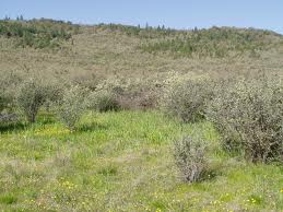 LUNA ECOLOGÍA Y MEDIOAMBIENTE: Biodiversidad