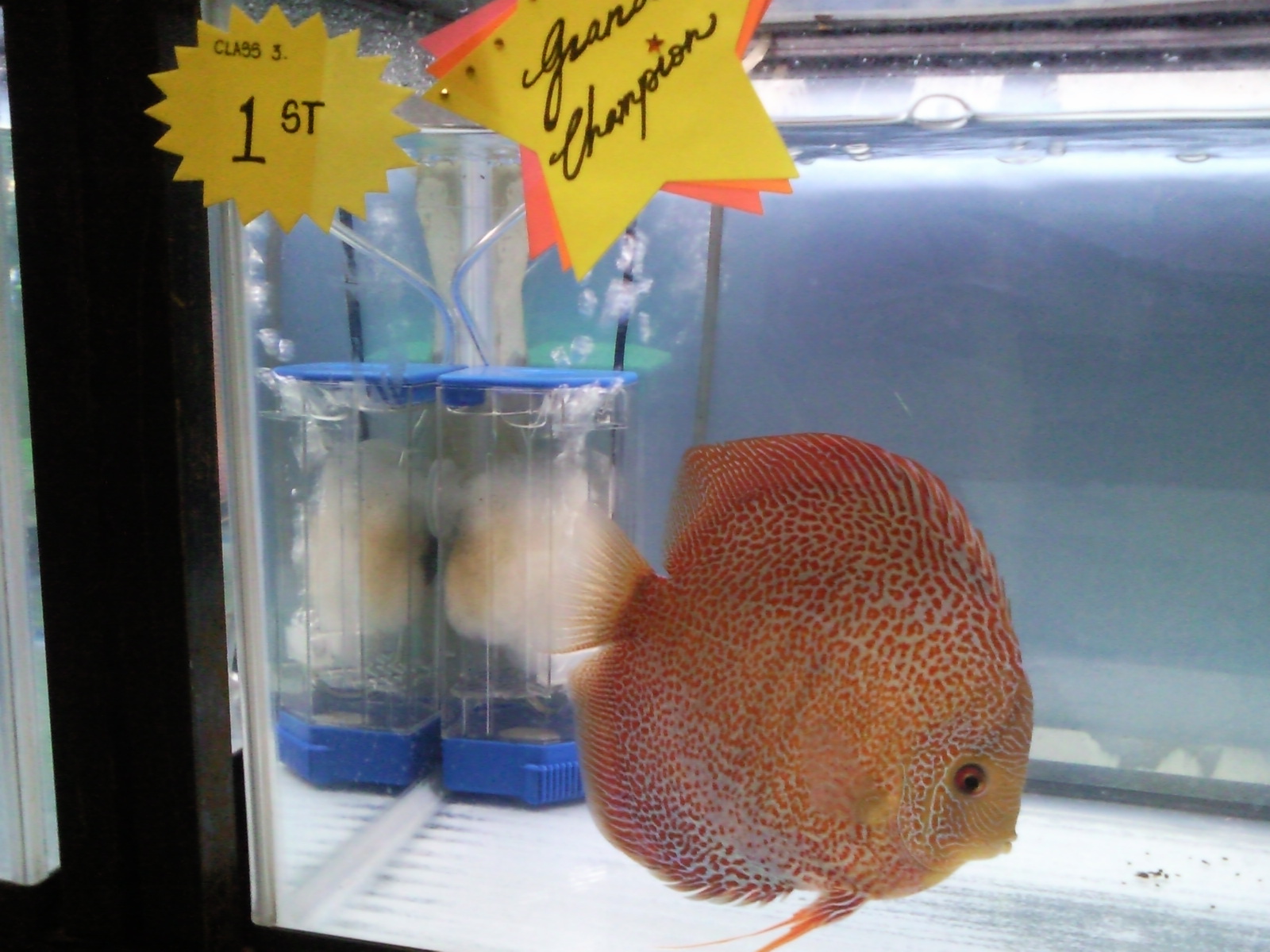 Tropical Fisher Man Fish Tanks And Aquarium CRS: Discus Club 12th ...
