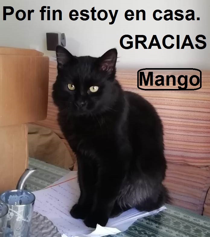 ASOCIACIÓN MAFI: (SANLÚCAR) FANTÁSTICA NOTICIA: EL GATITO MANGO HA ...