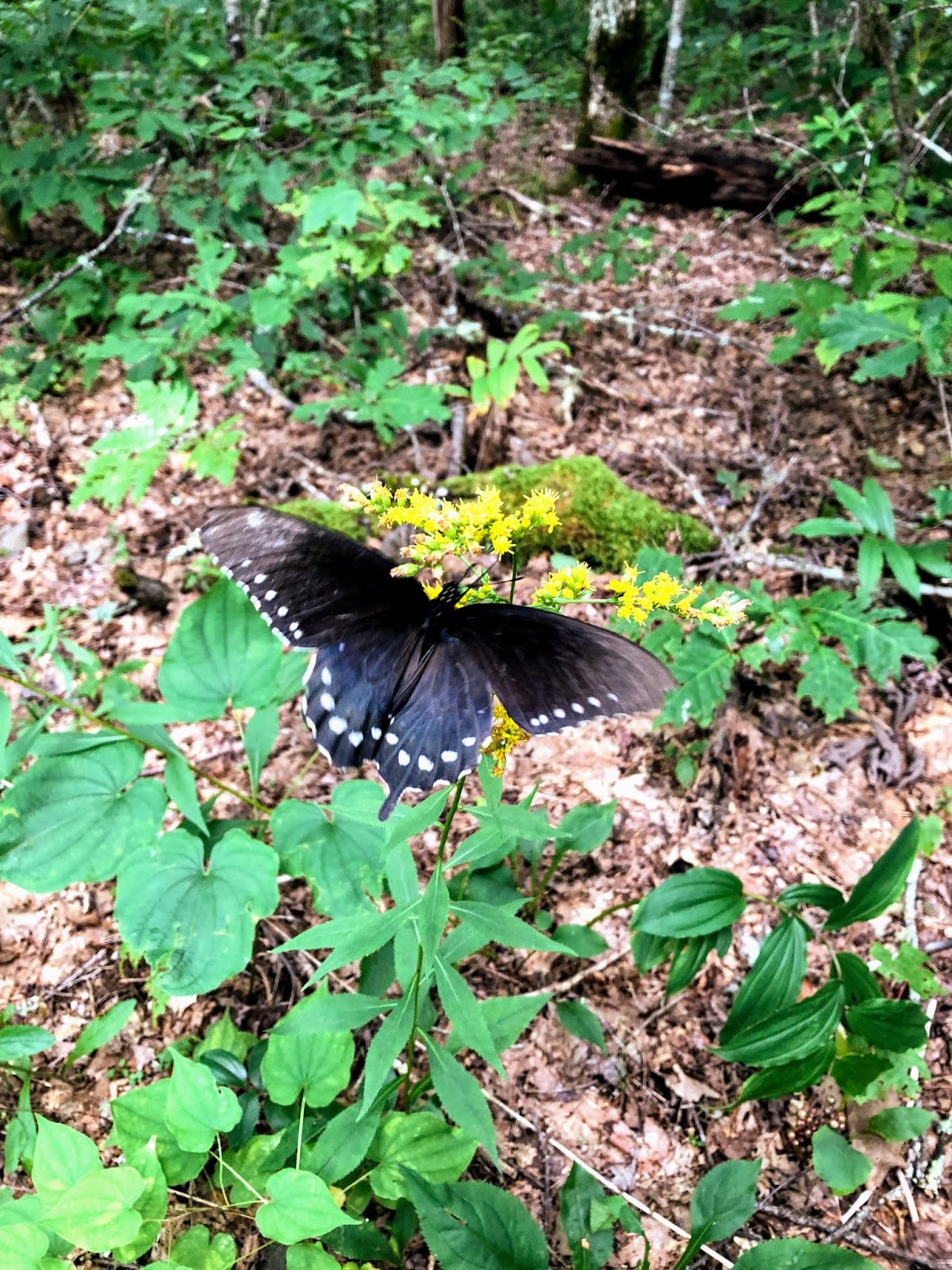 900 miles: Kanati Fork - Thomas Divide Trails
