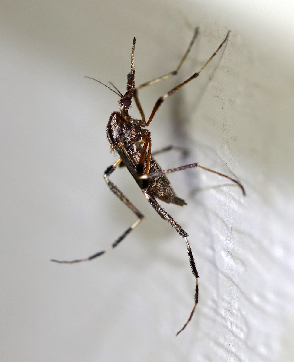 ARBICO Organics: What's This Bug? The Shaggy-Legged Gallinipper.