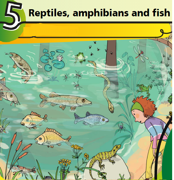 NATURAL SCIENCE 4 2019/2020: UNIT 5 FISH, AMPHIBIANS AND REPTILES