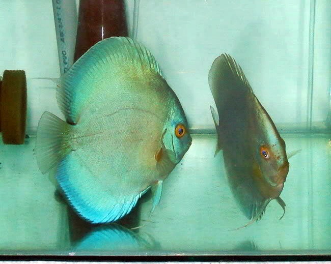 Pemijahan ikan discus - Akuarium Ikan Hias
