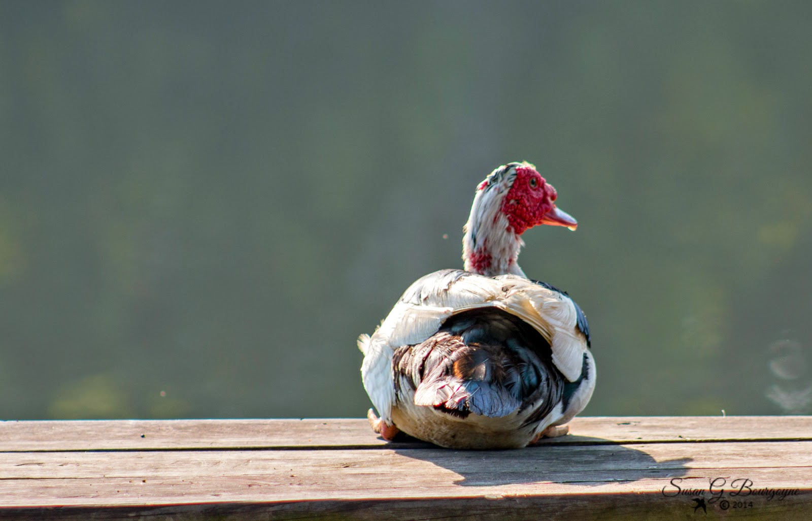 A Breath of Nature: Muscovy Ducks