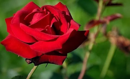 Mengenal Spesies Bunga Mawar - Dunia Pena