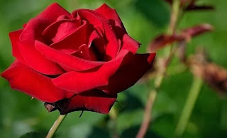 Mengenal Spesies Bunga Mawar - Dunia Pena