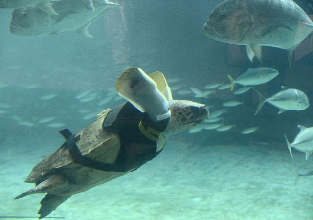 White Wolf : Sea turtle gets prosthetic flippers in Japan