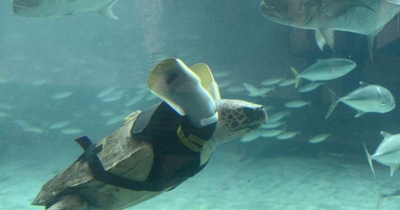 White Wolf : Sea turtle gets prosthetic flippers in Japan