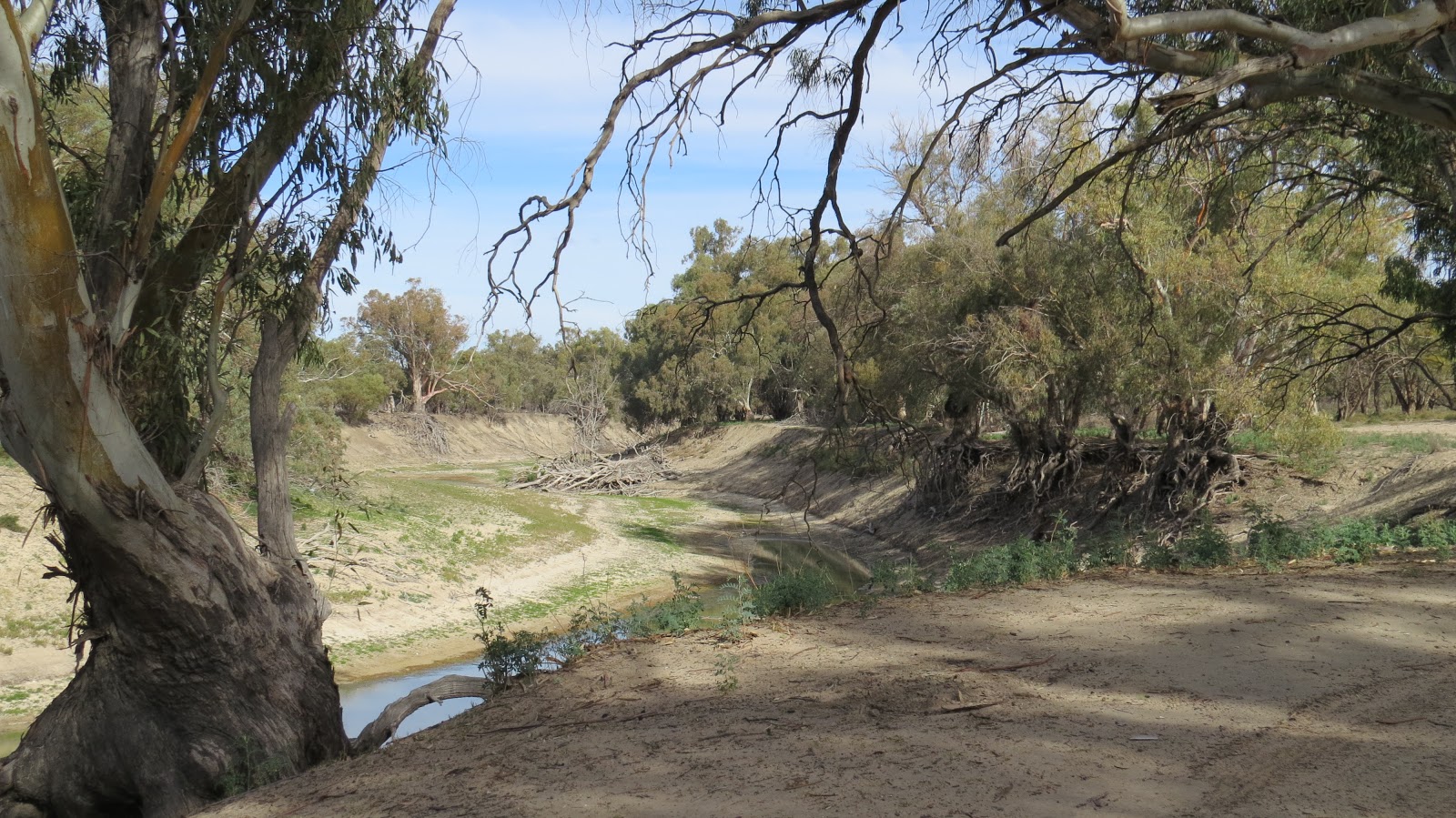From the Chookpen: MENINDEE NSW