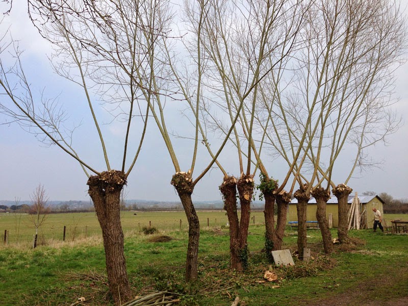 michael fairfax: Pollarding Willows at Dove Studios