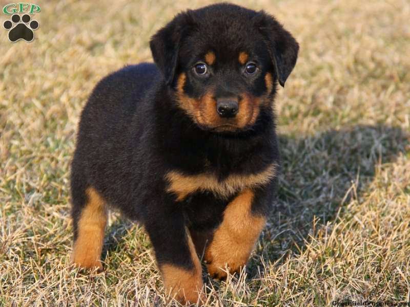 Rules of the Jungle: Rottweiler puppy