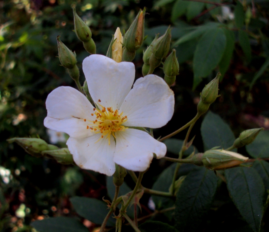 Shali Heights - A Himalayan Home. : The wild flowers of Western Himalaya