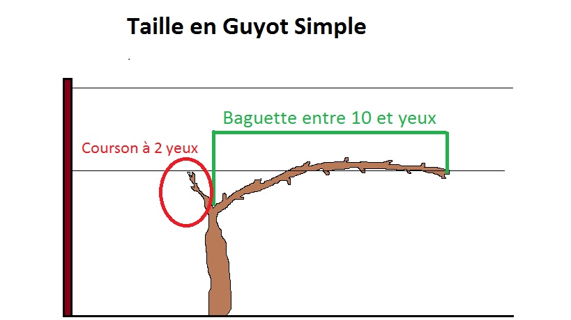 Infusion et les Brossards : Taille de la vigne sur l'exploitation