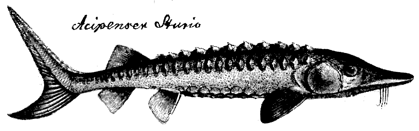 Jesiotry pod mostem chwaliszewskim czyli kawior po poznańsku