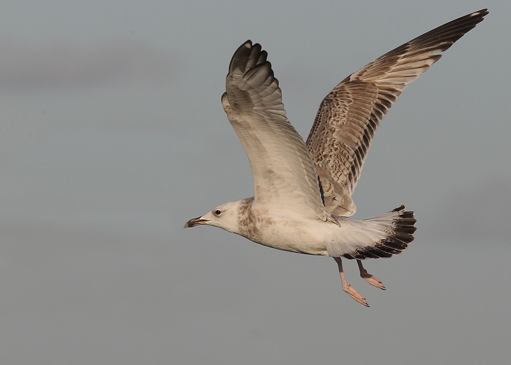 Richard Smith - Birdwatching Days Out: CASPIAN GULL, 1st & 2nd winter ...