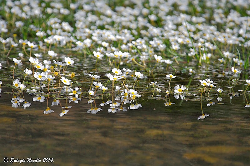 NATURALFOTO.: Un rio de flores.