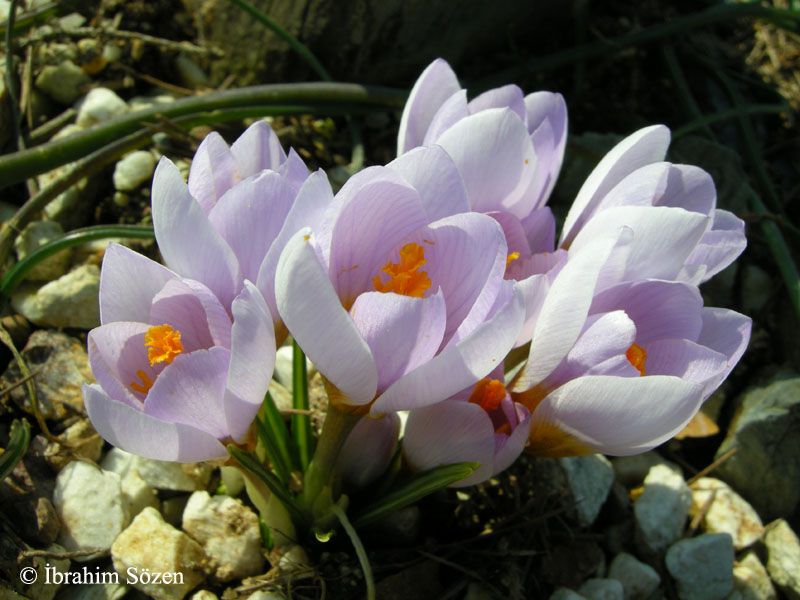 The Country Of Crocuses: Crocus rujanensis