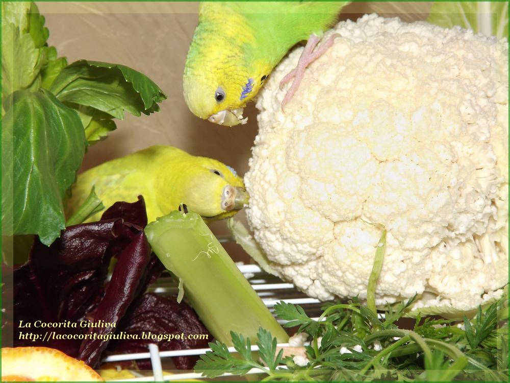 LA COCORITA GIULIVA: Alimentazione delle Cocorite: il Cavolfiore è ...