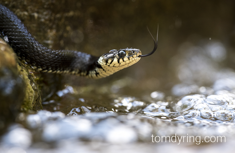 TOM DYRING WILDPHOTO / NN: GREEK SNAKES