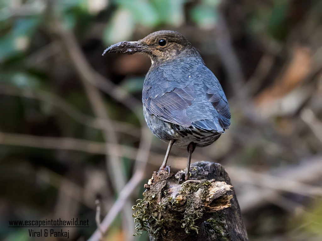 Long-billed Thrush