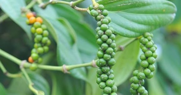 Tahapan Lengkap Budidaya Lada, Mulai dari Bibit Hingga Panen - Ayo Bertani