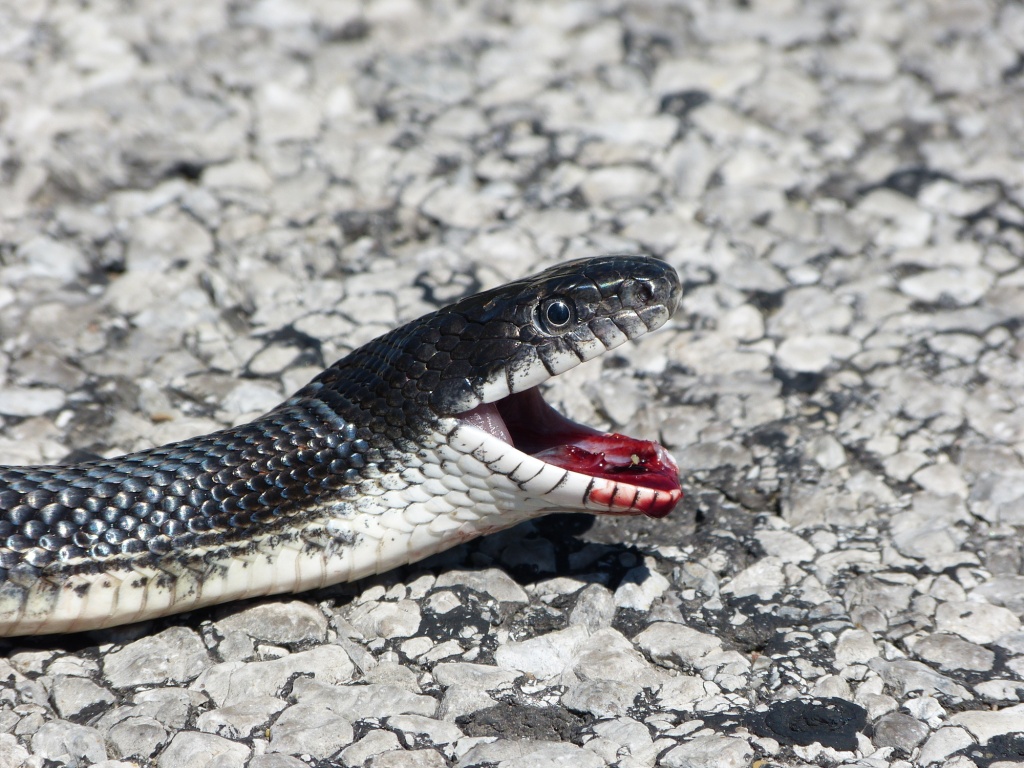 Norfolk County Naturalist: Gray Ratsnake Norfolk