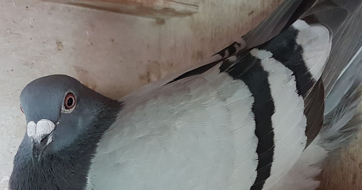 Postduiven.Laban: 8e NATIONAAL ST. VINCENT (+foto)