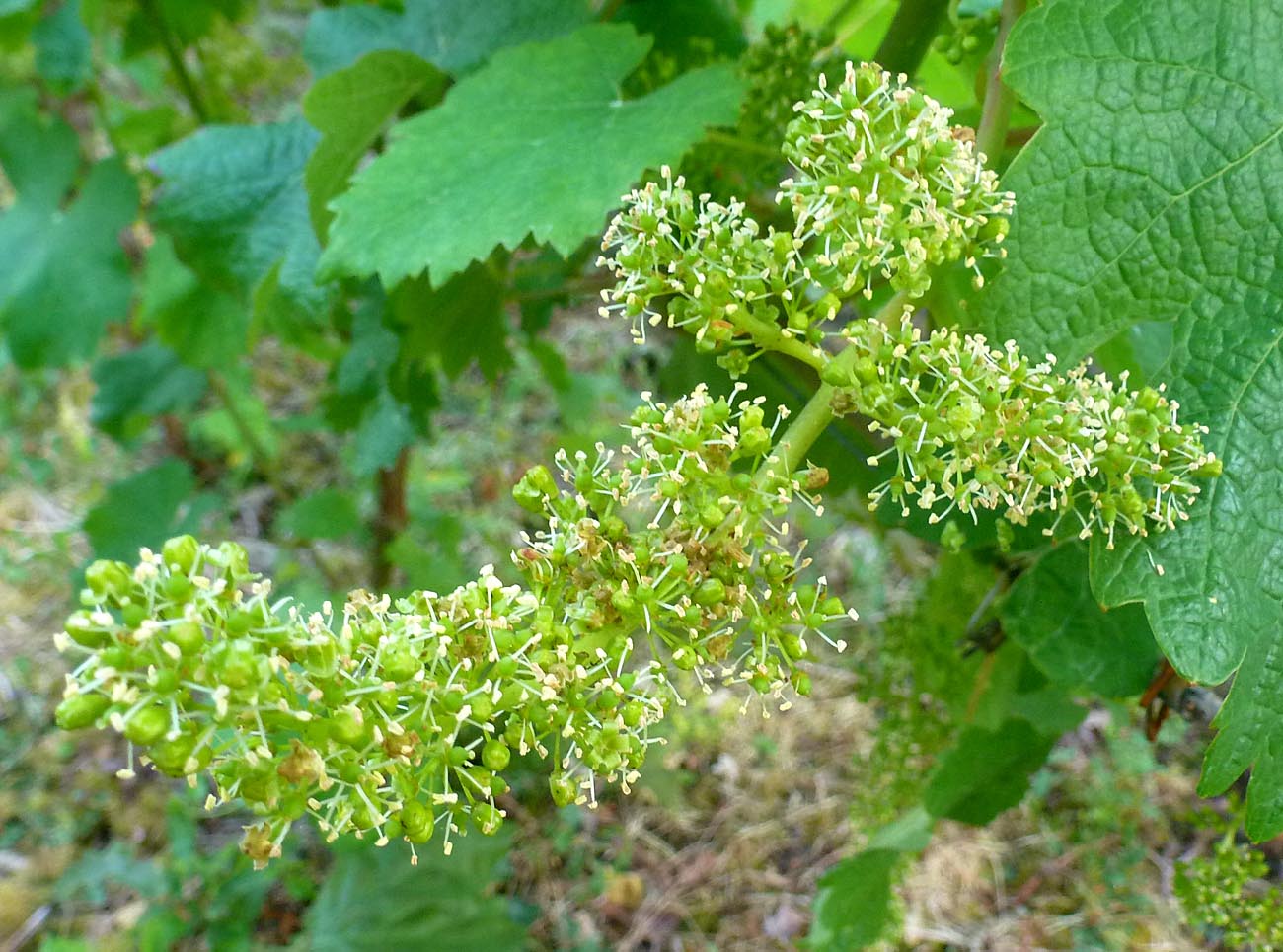 Living the life in Saint-Aignan: (Too many) grape flowers