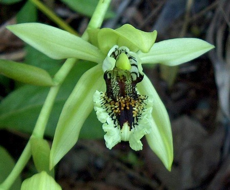 flora dan fauna: bunga anggrek hitam