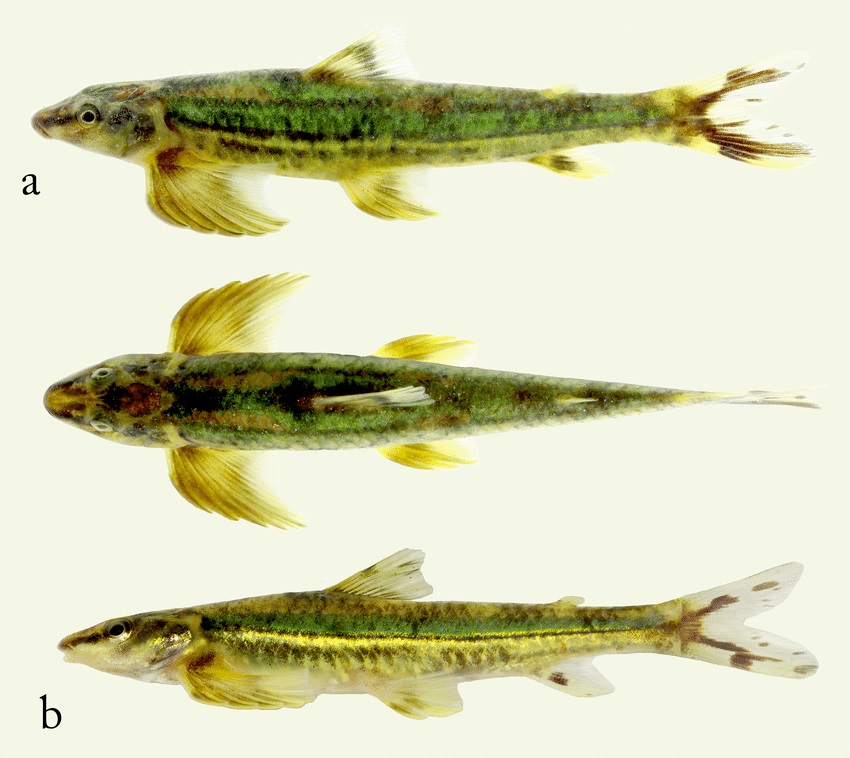 Species New to Science: [Ichthyology • 2020] Characidium iaquira • A ...