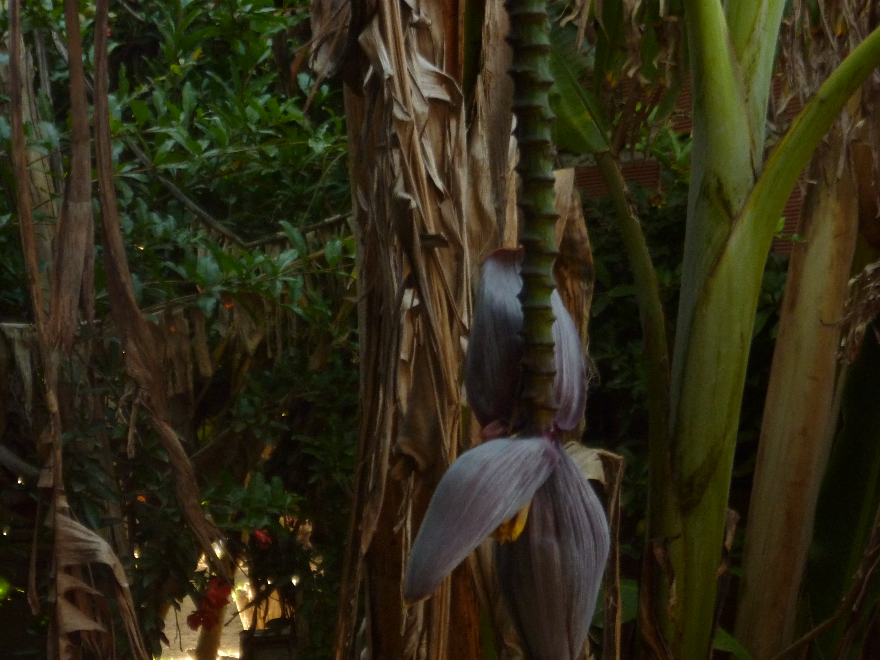 L'APRES MIDI A DAR GUEDDARI LE 5 JUIN 2021 A 19 HEURES