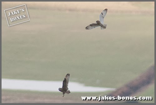The amazing owl fight in photos : Jake's Bones