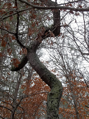 Historical Hayesville: BENT TREES