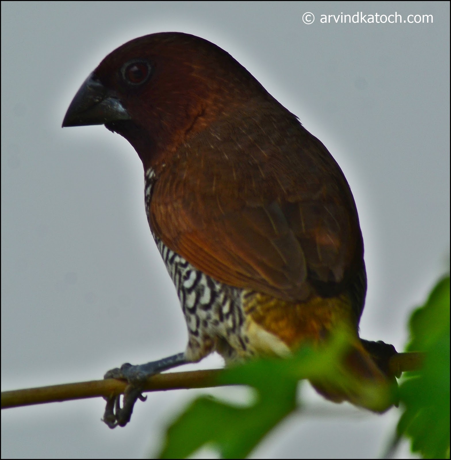 Scaly-breasted (Spotted) Munia Pictures and Detail (Beautiful Tiny Birds)