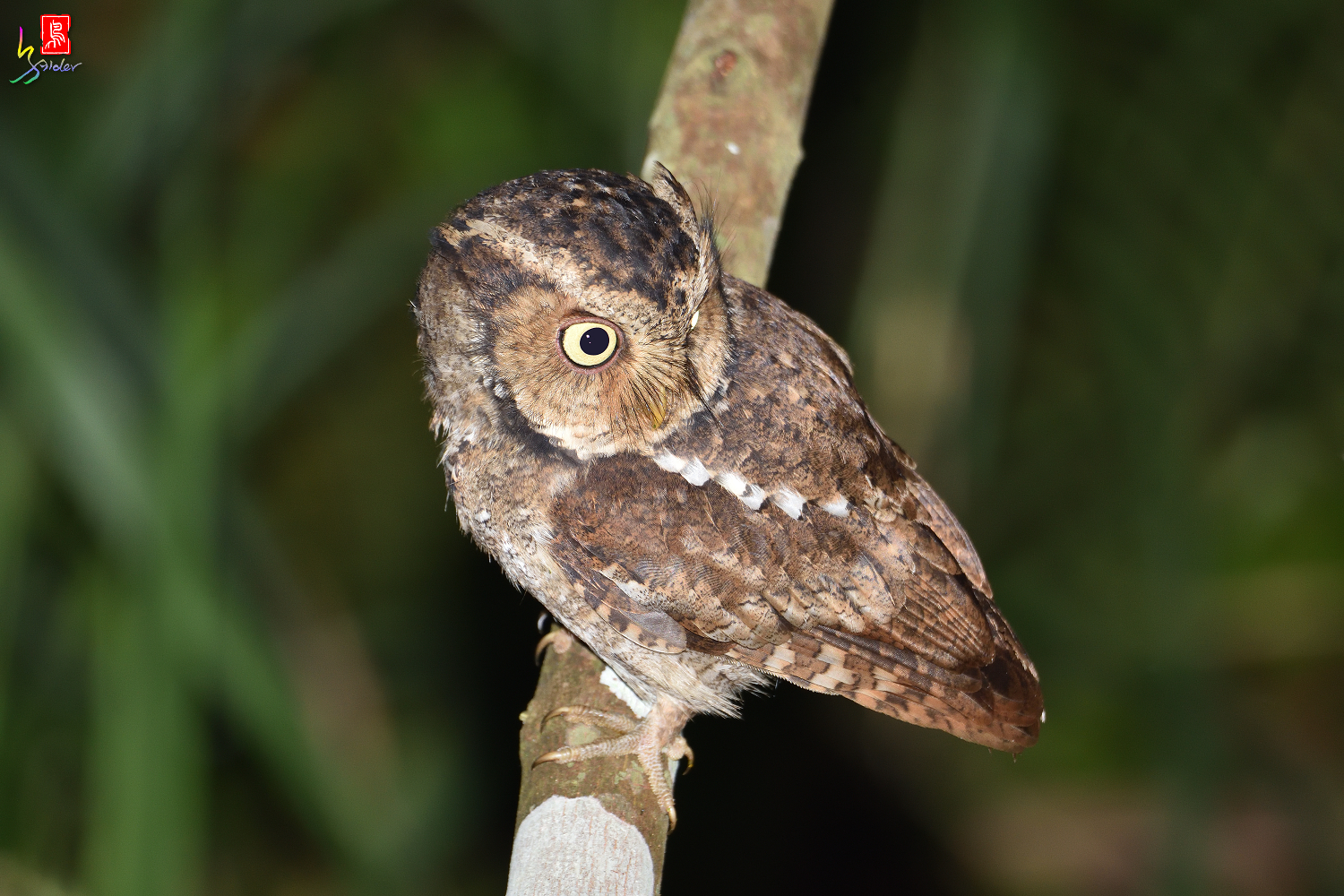Alder's Bird-watching Notes: 三峽黃嘴角鴞．Mountain Scops Owl@Sanxia．2020/10/08