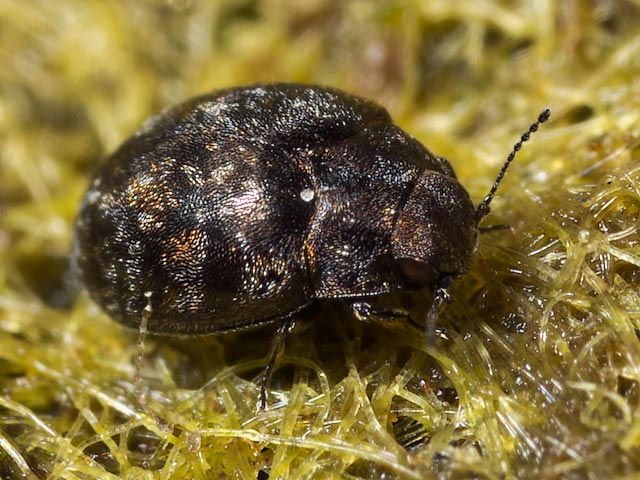 Variety of Life: Limnichidae