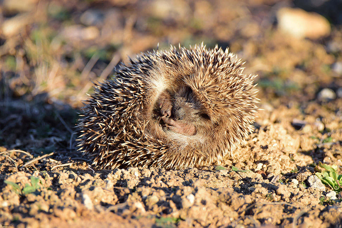 Objetivo: Naturaleza Viva: Erizo común o europeo (Erinaceus europaeus)