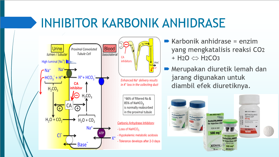 [PPT] DIURETIK & ANTIDIURETIK