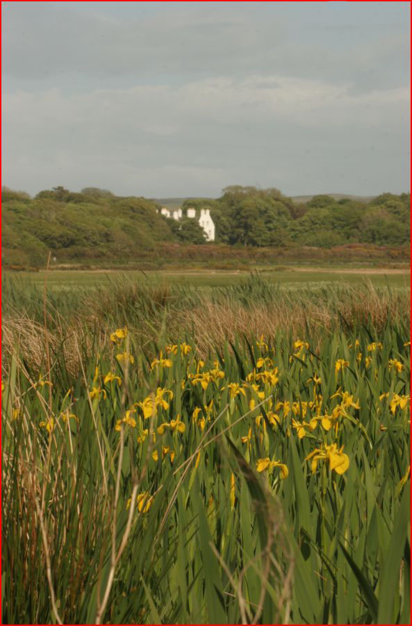 Islay Natural History Trust: Yellow Flag Iris and Islay House