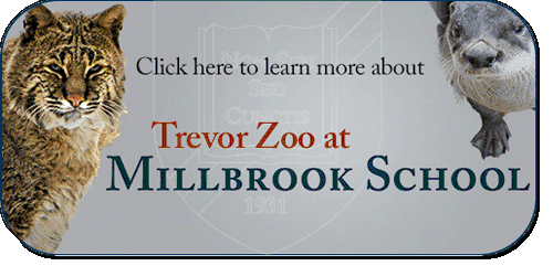 RETURN OF THE RED WOLF: RWSSP of the month—Trevor Zoo at Millbrook ...