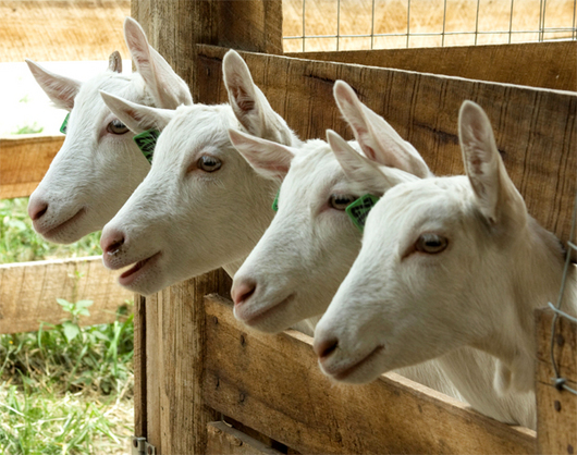 ASOCIACION ECOLOGISTA RIO MOCORETA: IDIAF APLICA BIOTECNOLOGÍA ...