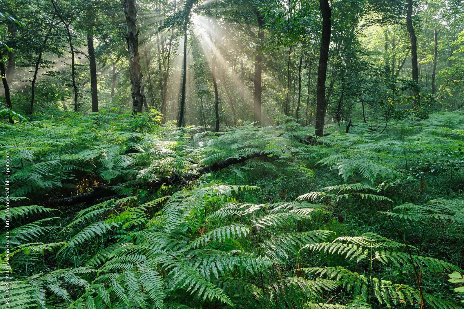 Fotobestiali: La Fagiana, il bosco di pianura del Parco del Ticino
